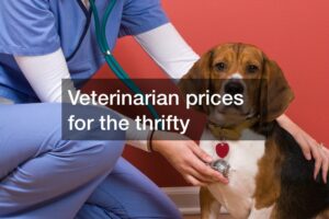 Vet prices are a secondary concern - Veterinary Prices